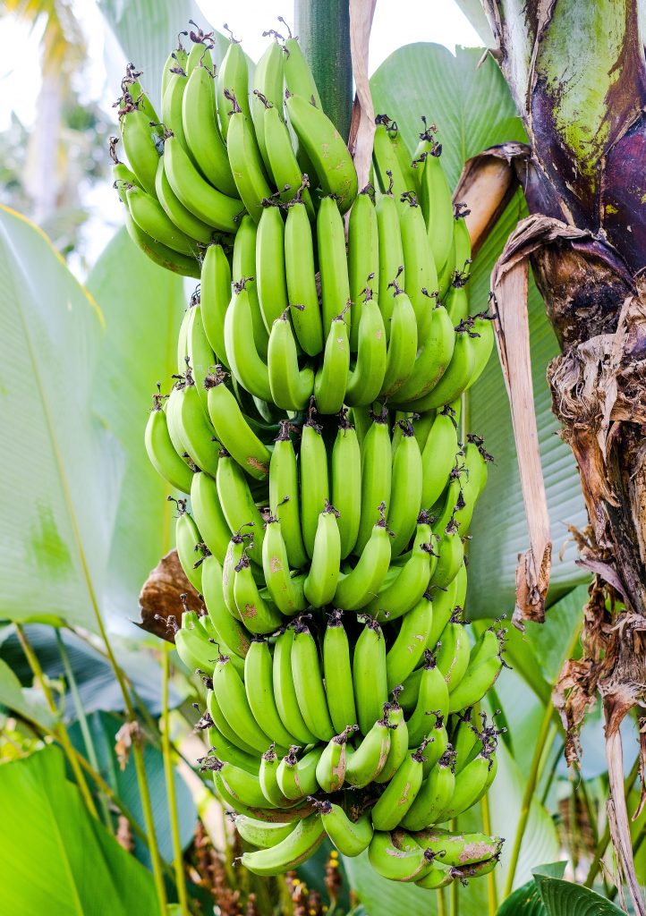 About Sreshta Farms - Technology-Driven Agriculture for Sustainable Farming