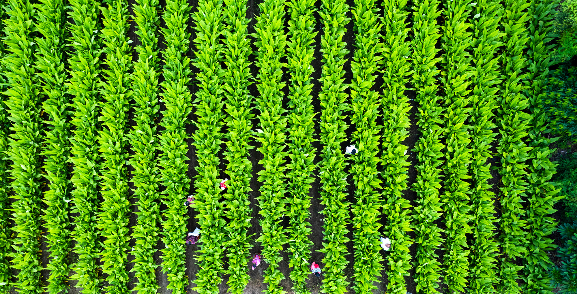 Sreshta Farm – Tech Enabled Farmer Producer Company